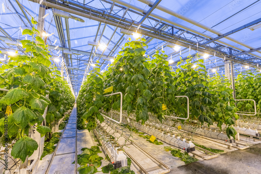 cucumbers in a modern new greenhouse with electric lighting. Growing ...