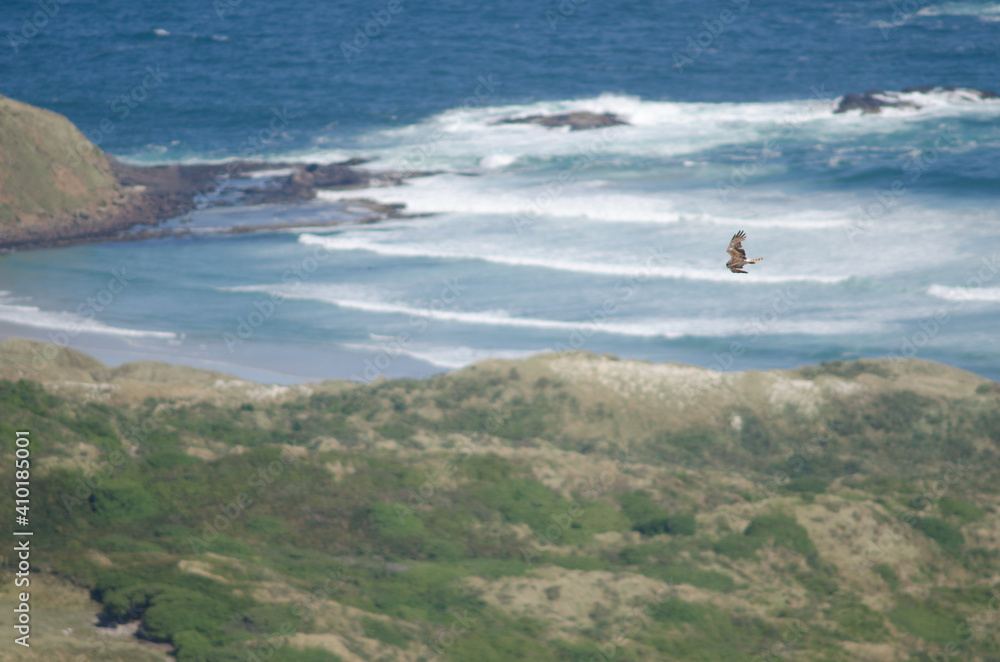 Swamp harrier Circus approximans in flight. Sandfly Bay. Otago ...