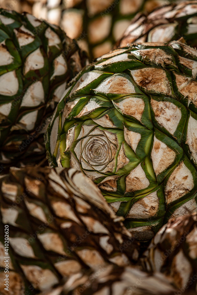 Piña de agave azul Tequilana Wever para la elaboración de Tequila ...