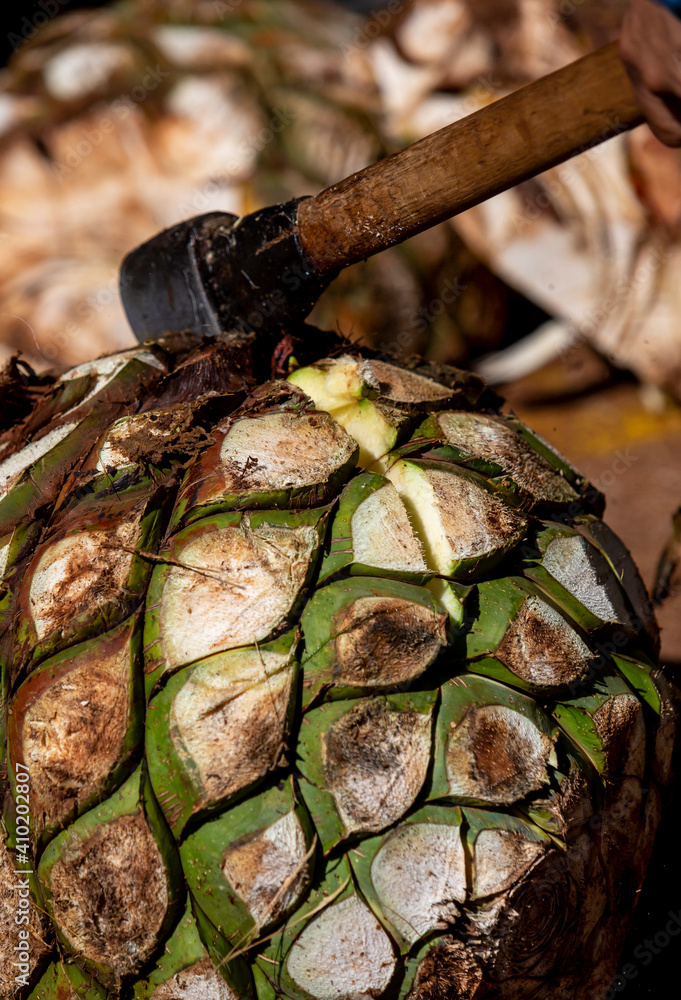 Piña de agave azul Tequilana Wever para la elaboración de Tequila ...