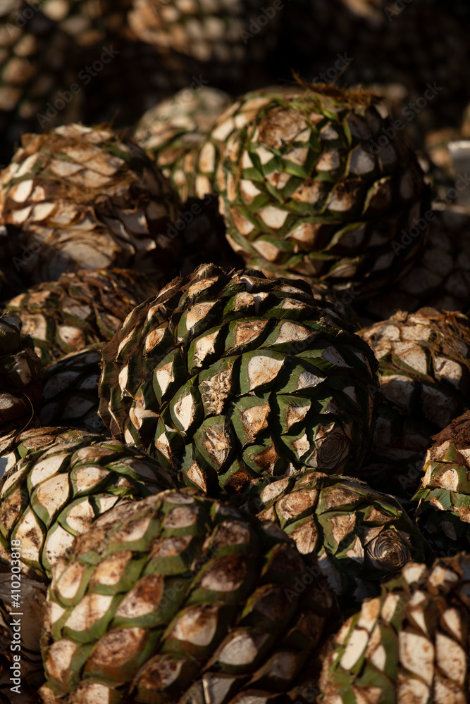 Piña de agave azul Tequilana Wever para la elaboración de Tequila ...