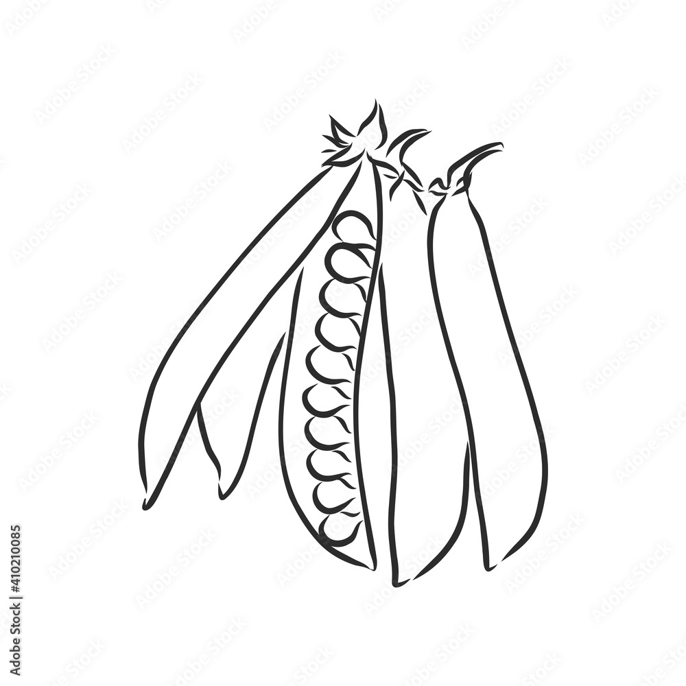 Hand drawn sketch peas sketch set. Vector organic food illustration ...
