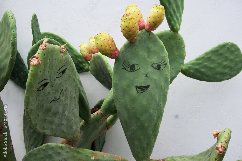 Cute Cactus plants on Aeolian Islands in Sicily. Cactus plants with ...