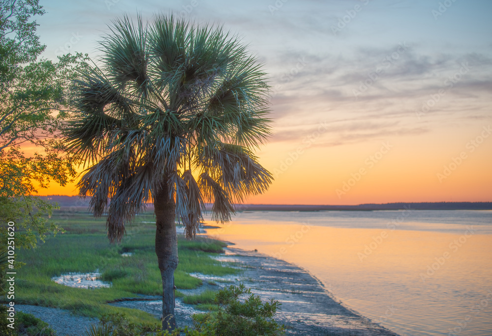 Palmetto tree at sunset by the river Stock Photo | Adobe Stock