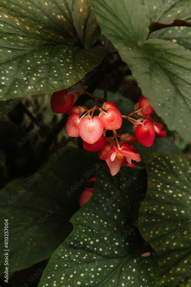Beautiful large leaves of different shapes, background of green leaves ...