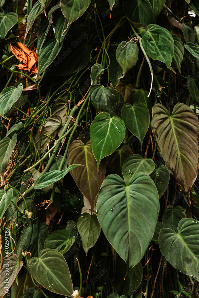 Beautiful large leaves of different shapes, background of green leaves ...