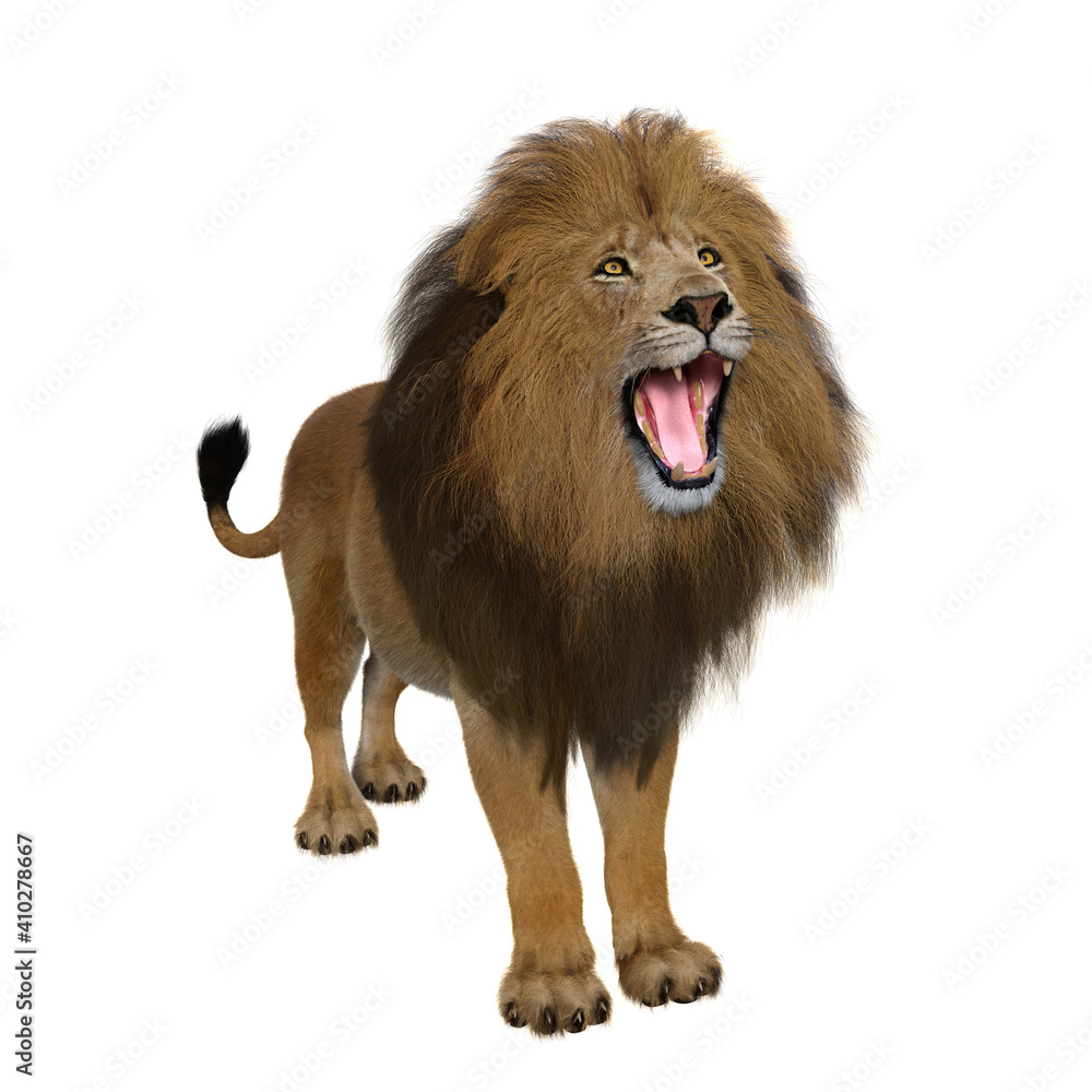 Male Lion Standing