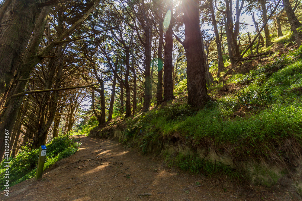 Mount Victoria path with dense woodland and sunlight peeking through on ...