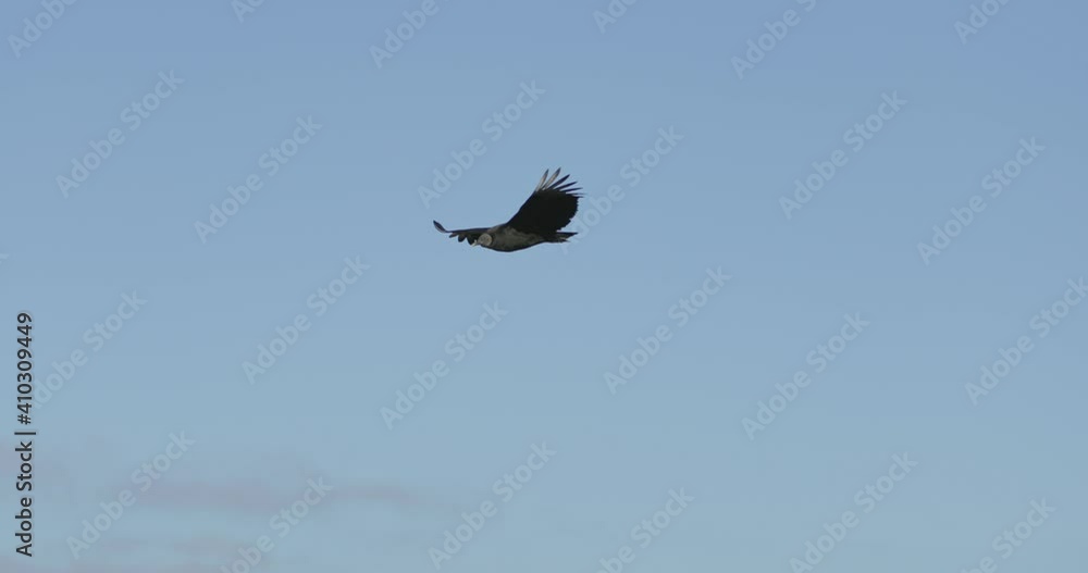 Harpy eagle flying over the skies of Brazil - handheld, zoom in view ...