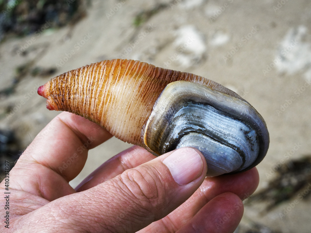 Mollusk Pacific geoduck (Panopea generosa) Stock Photo | Adobe Stock