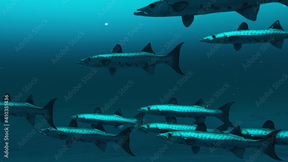 Group of Barracuda fishes swimming in the deep blue ocean water ...