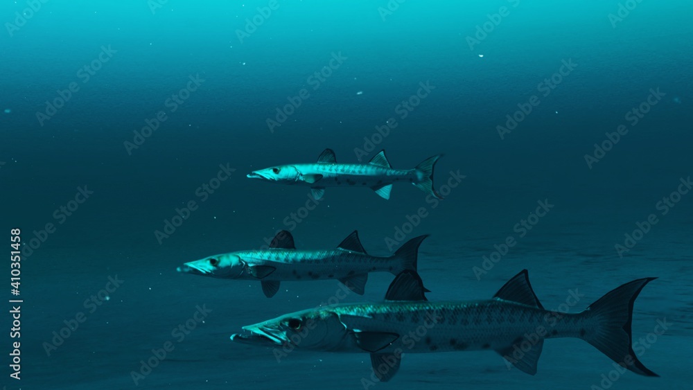 Closeup of Three Barracuda fishes swimming in the deep blue ocean water ...