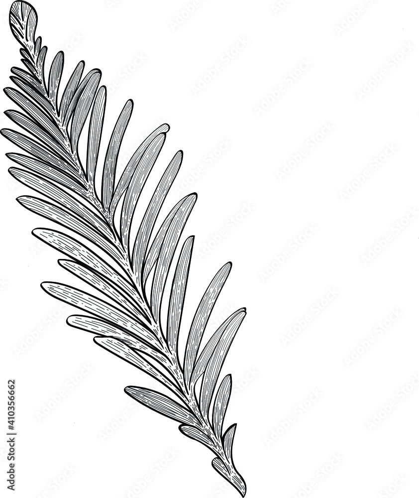 Hand drawn vector black line art. Sketch outline illustration. Conifers ...