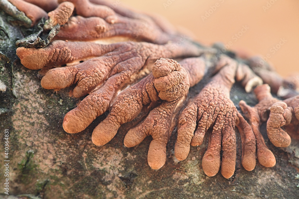 Hypocreopsis lichenoides, also called Hypocrea riccioidea, commonly ...