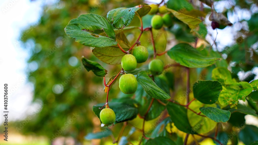 Ziziphus Mauritiana Tree