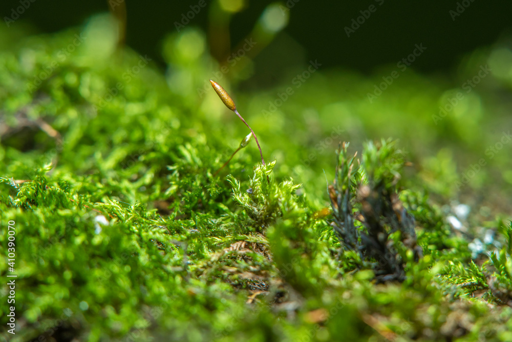 Green background with tree climacium moss in soft focus at high ...
