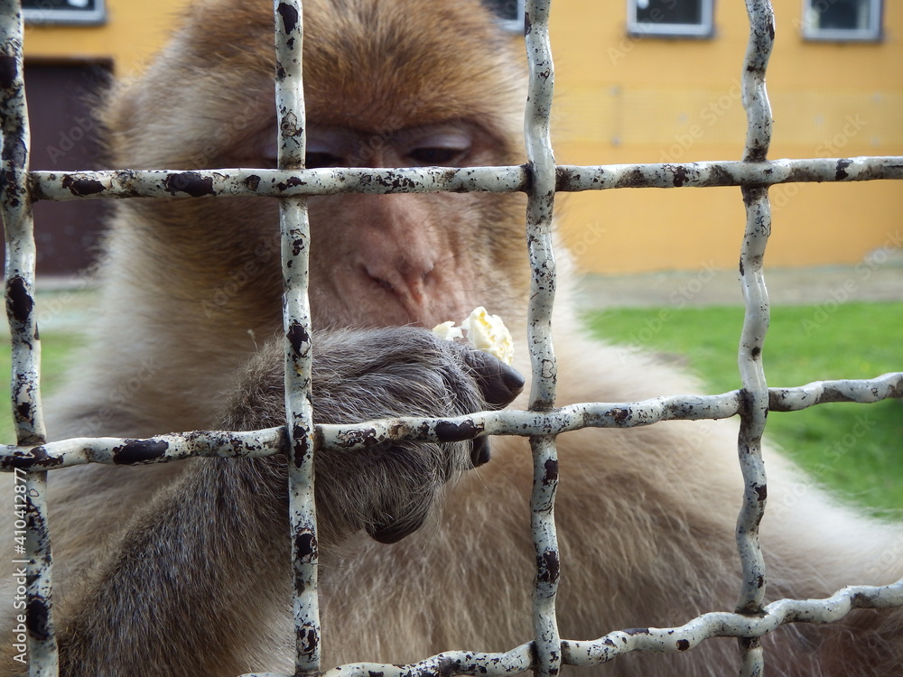 Essender Affe hinter Gitterstäben in einem Tierpark Stock Photo | Adobe ...