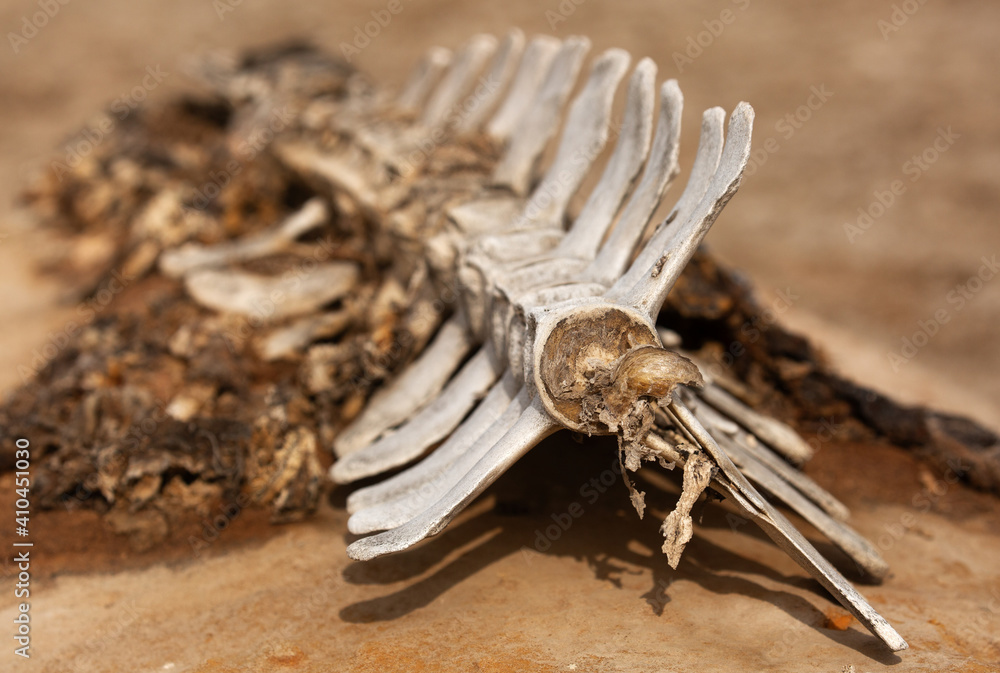 Bones of Dugong collected and kept on display at Hawar island, Bahrain ...