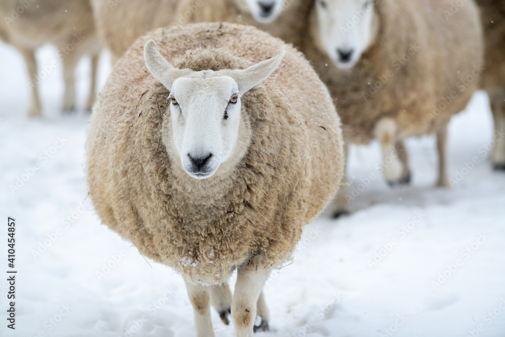 A close up of a large domestic woolly sheep that is staring with its ...