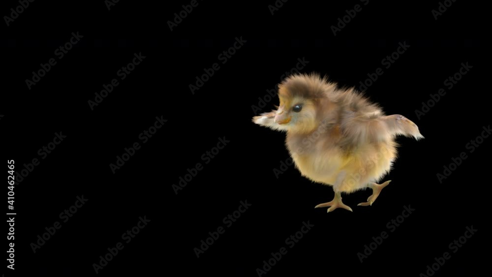 Baby Chickens Dance CG fur 3d rendering animal realistic composition 3d ...