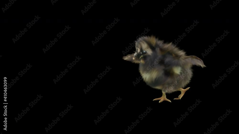 Baby Chickens Dance CG fur 3d rendering animal realistic composition 3d ...