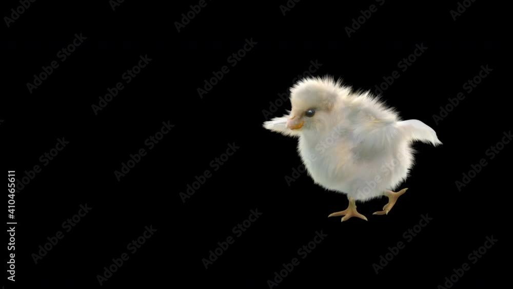 Baby Chickens Dance CG fur 3d rendering animal realistic composition 3d ...