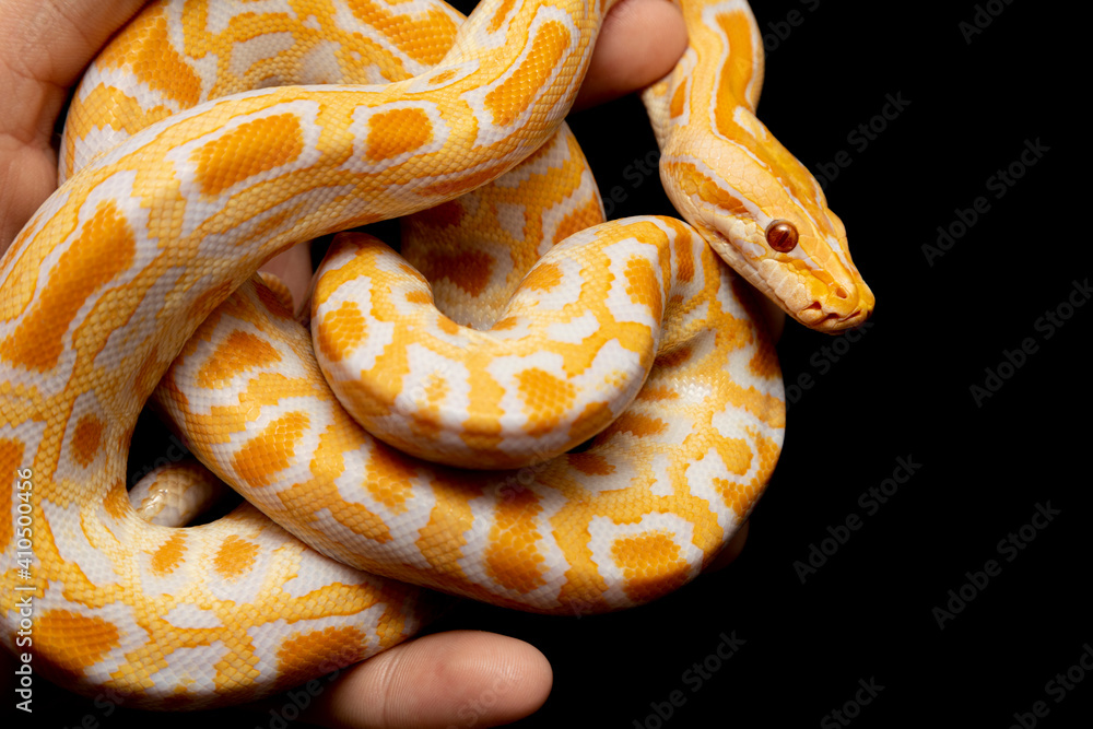 Python molurus bivitattus is one of the largest species of snakes. It ...