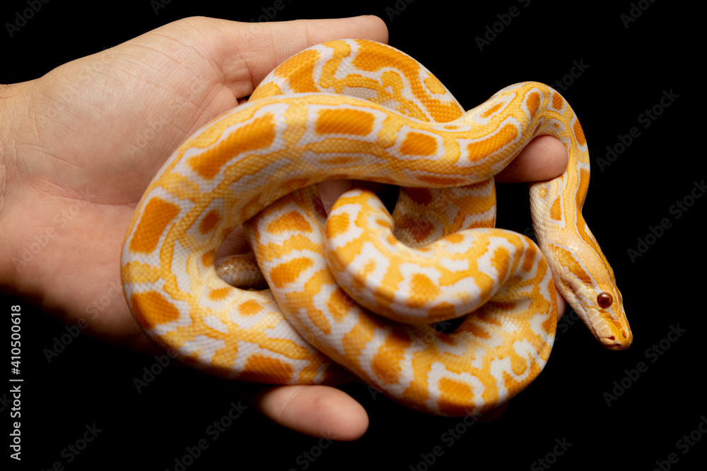 Python molurus bivitattus is one of the largest species of snakes. It ...