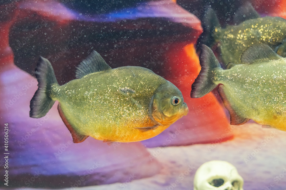 Dangerous predatory fish piranha swims in the aquarium. Pygocentrus ...