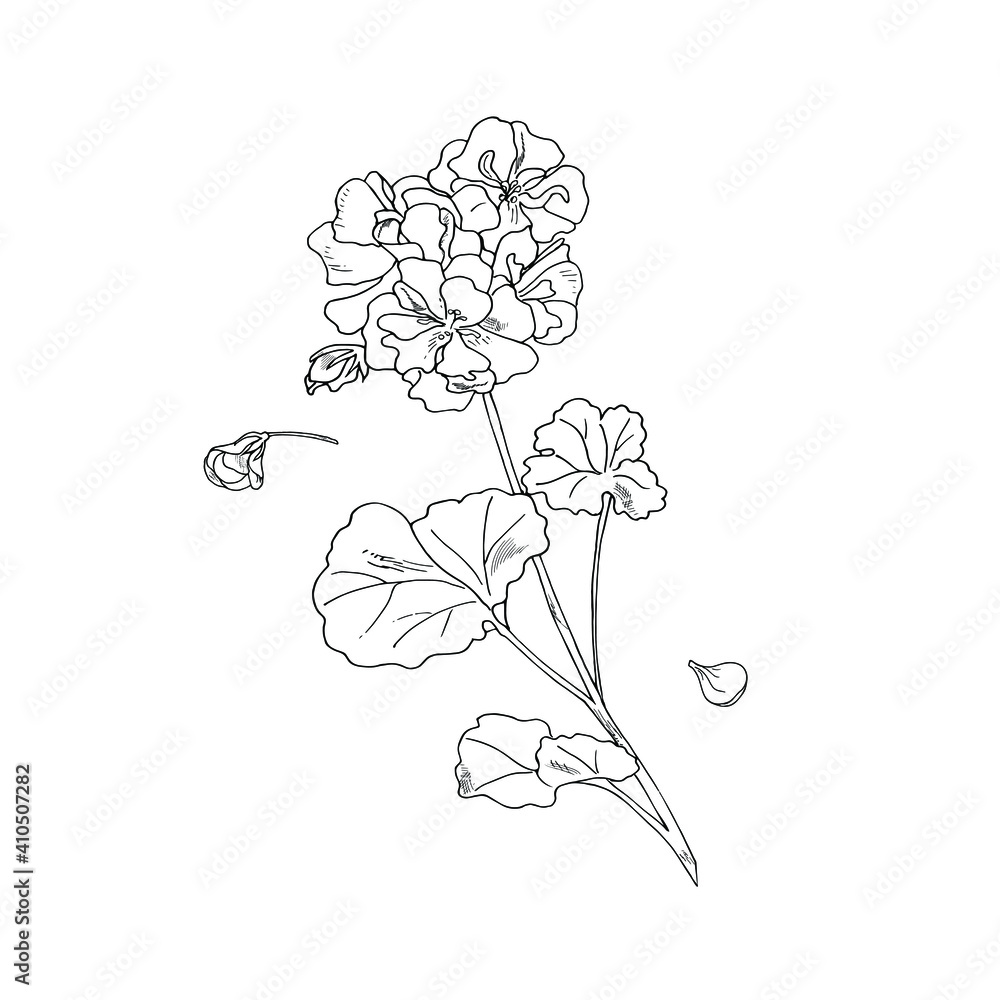 Geranium flower, botanical sketch, outline. Hand drawing ink. Home ...