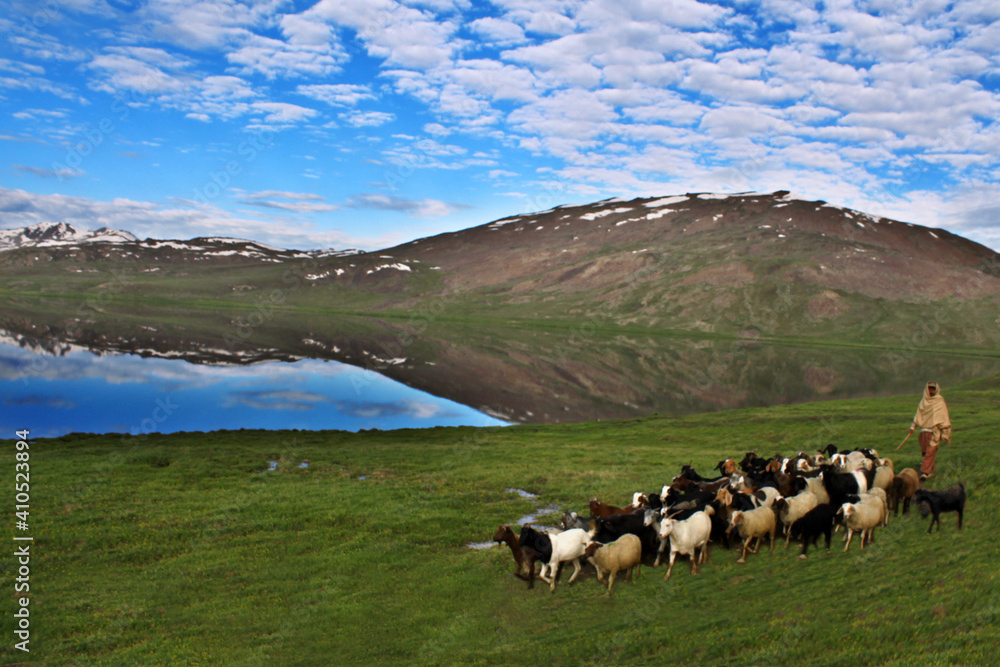 landscapes with shepherd and sheep herd in the mountain lake areas of ...