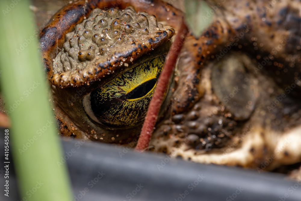 Adult Cururu Toad Stock Photo | Adobe Stock