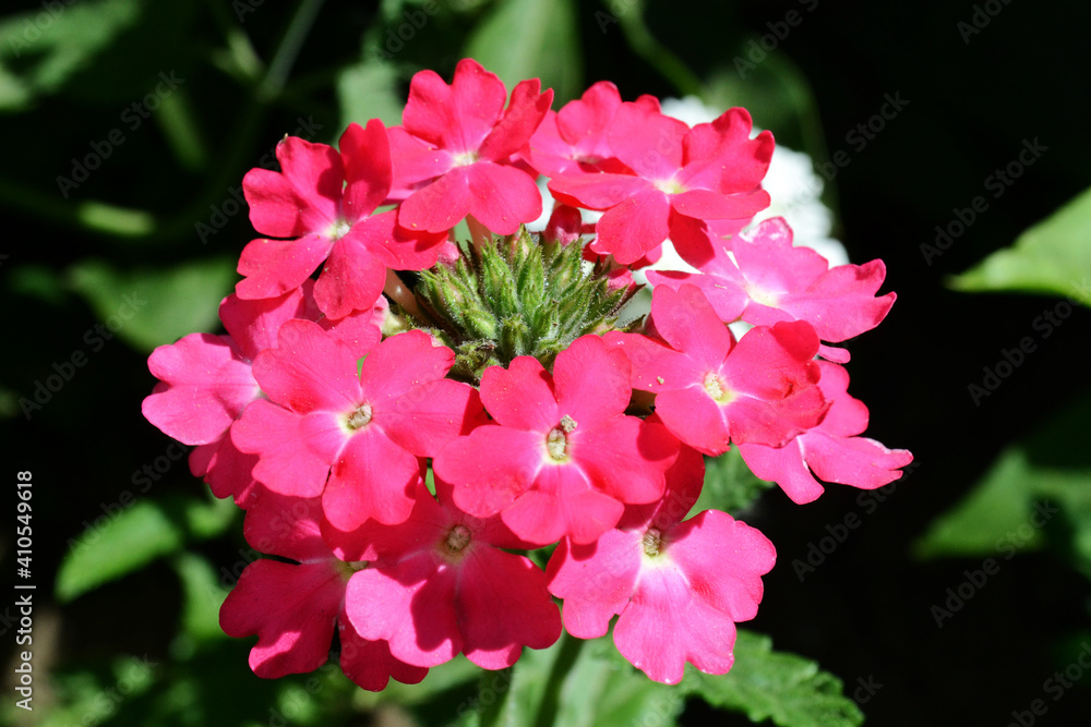 Pink Verbena Hybrida blooming. Verbena bonariensis flowers Argentinian ...