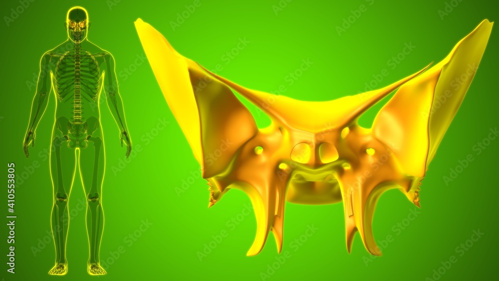 Human Skeleton Skull Sphenoid Bone Anatomy For Medical Concept Stock ...