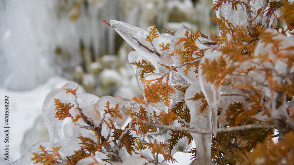January 2021: Icicles formed by freezing rain coat a young cedar tree ...