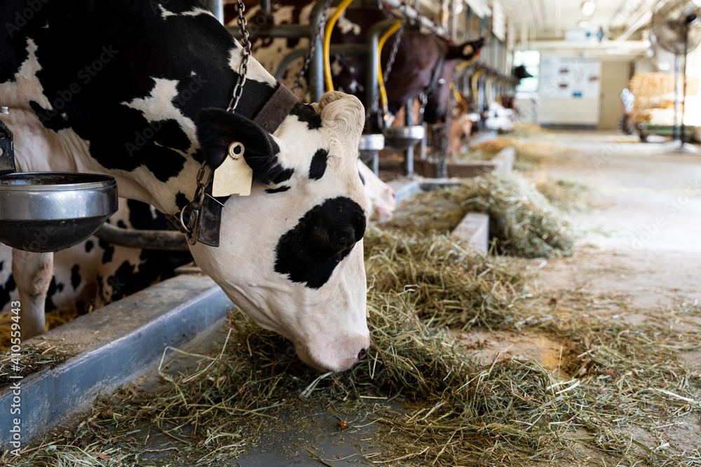 Milking cows by automatic industrial milking rotary system in modern ...