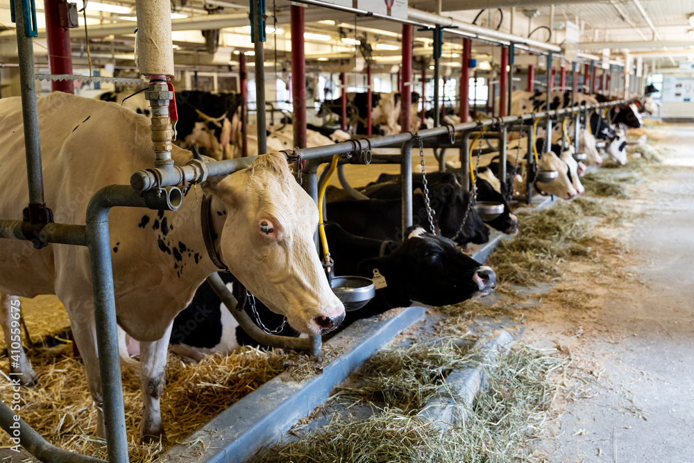 chained, milking cows by automatic industrial milking rotary system in ...