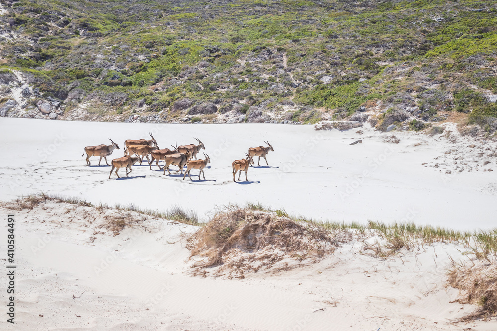A herd of Common Eland (Taurotragus oryx) walking up a Sandy beach dune ...