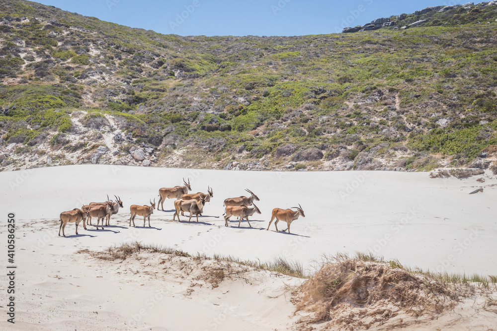 A herd of Common Eland (Taurotragus oryx) walking up a Sandy beach dune ...