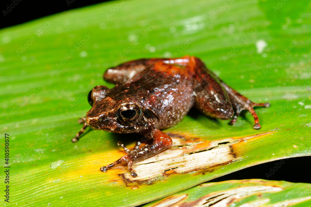 Shrub frog (Pseudophilautus, Rhacophoridae) in Sri Lanka // Ruderfrosch ...