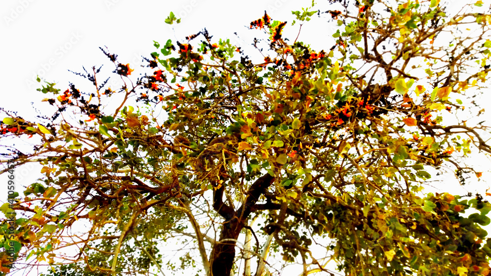 Foto de Palas Scientific name Butea monosperma (Lam.) Taub. It is ...