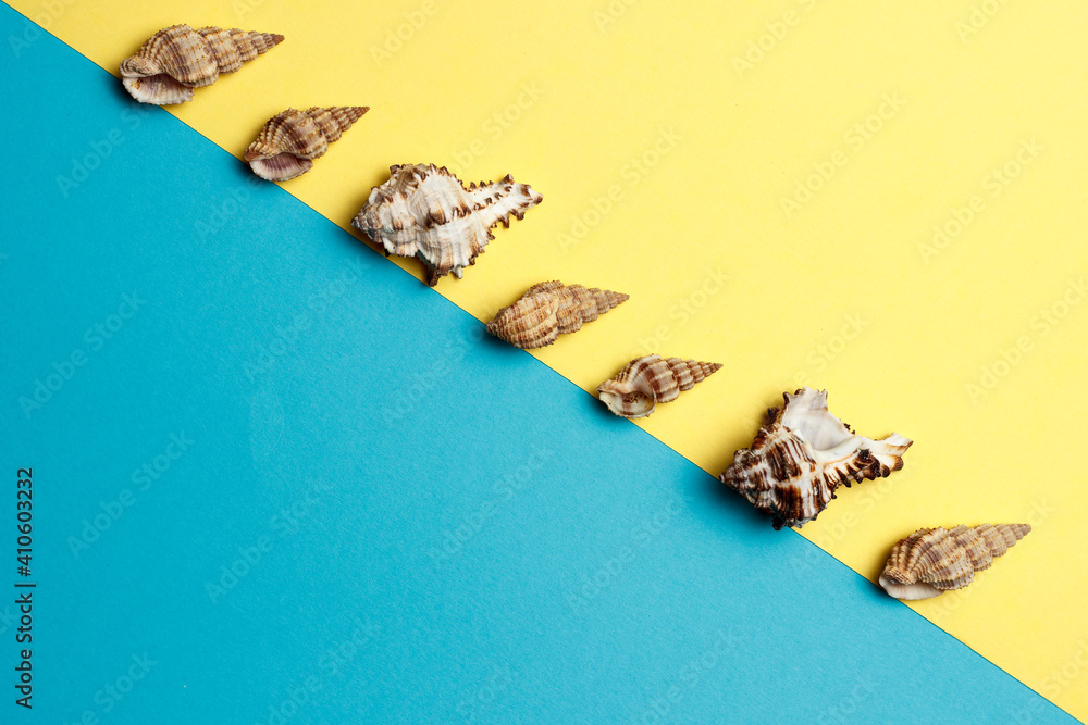 Sea shells lined up in a row on a yellow and blue background, flat lay ...
