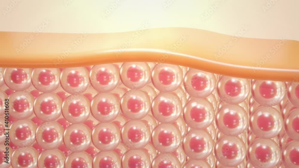 3d Animation Serum through the skin cells for repair wrinkles. Skin ...