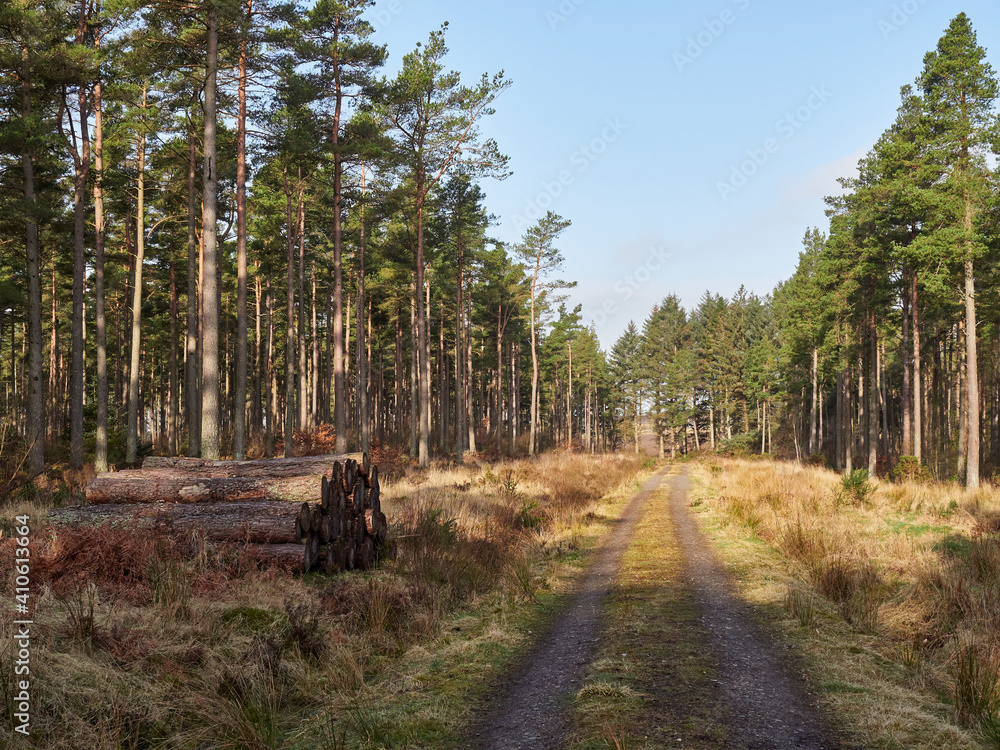 Photo A Scottish Logging Track with stacked Logs to one side cuts ...
