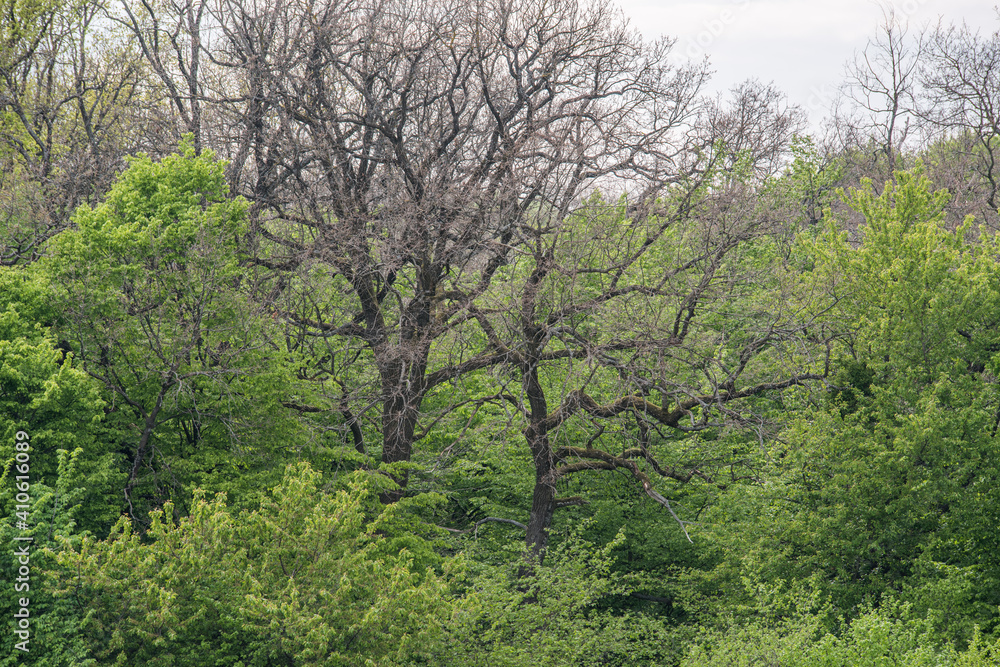 Thickets of trees of different types. Various colors of foliage. Stock ...