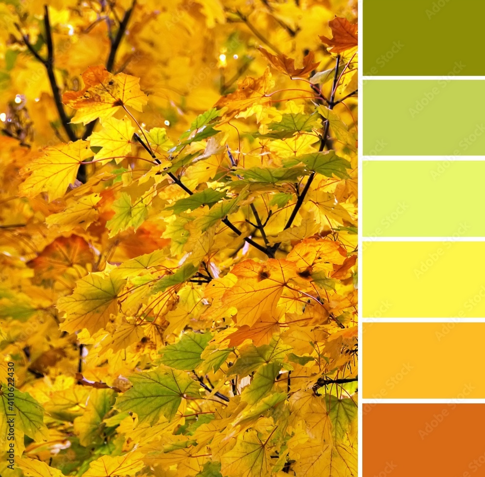 Color palette swatches of autumn green yellow and orange leaves on the ...