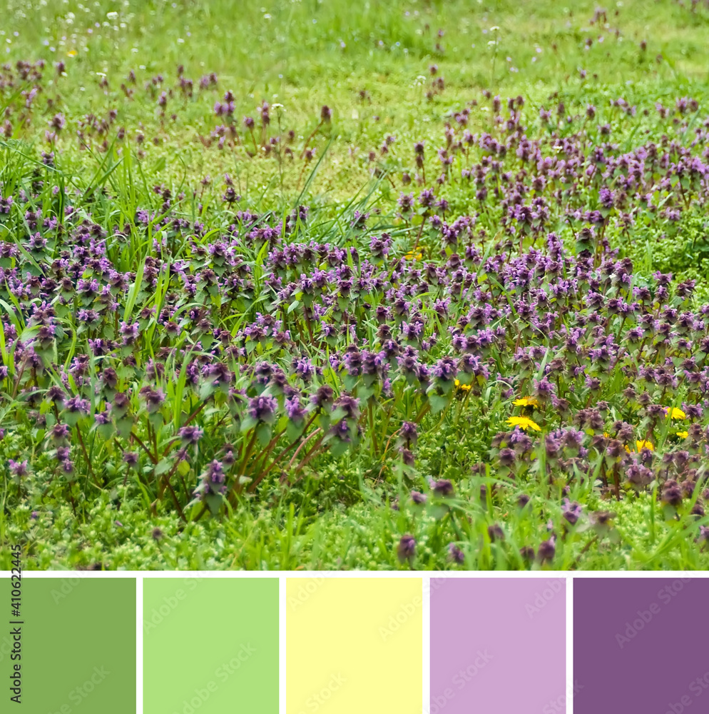 Color palette swatches of colorful field, light and bright violet ...