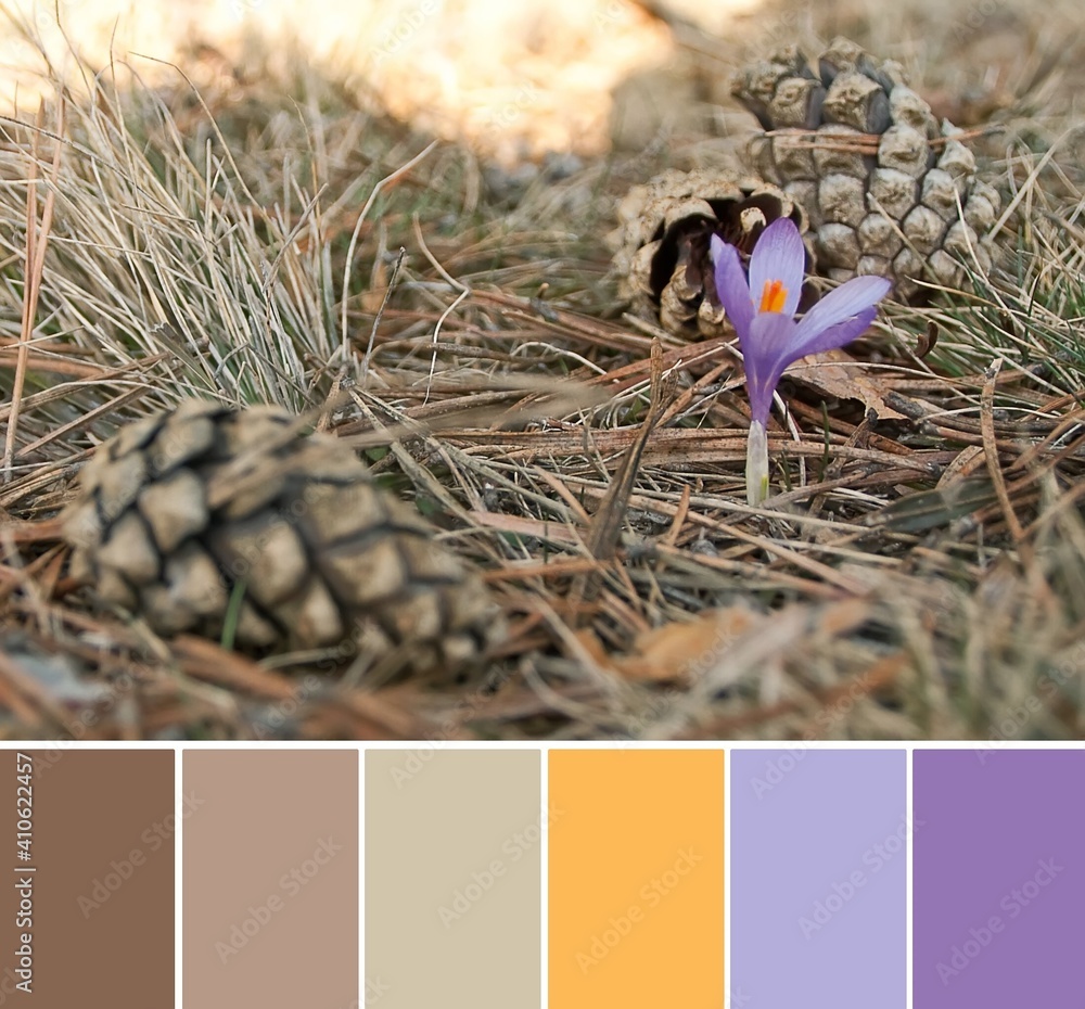 Color palette swatches of fresh violet crocus wild flower and brown ...