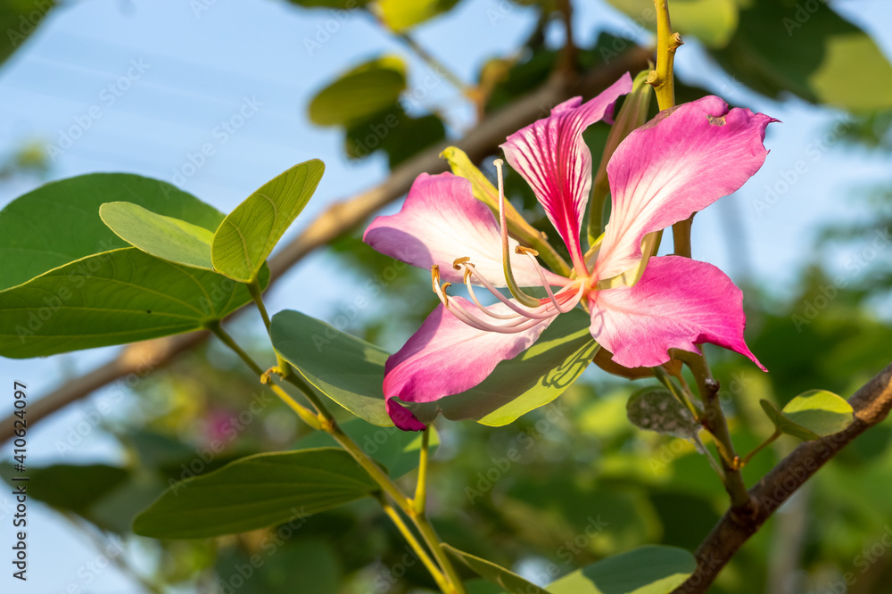 The silk floss tree (Ceiba speciosa or Chorisia speciosa) is species of ...