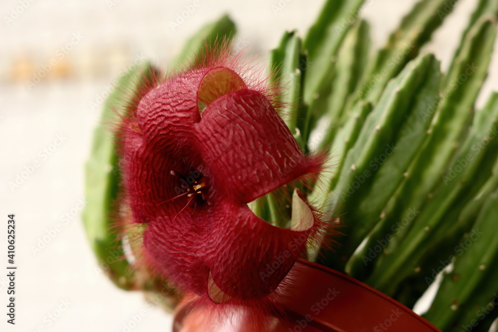 Single red flower of Stapelia Grandiflora. A flower smelling of rotten ...